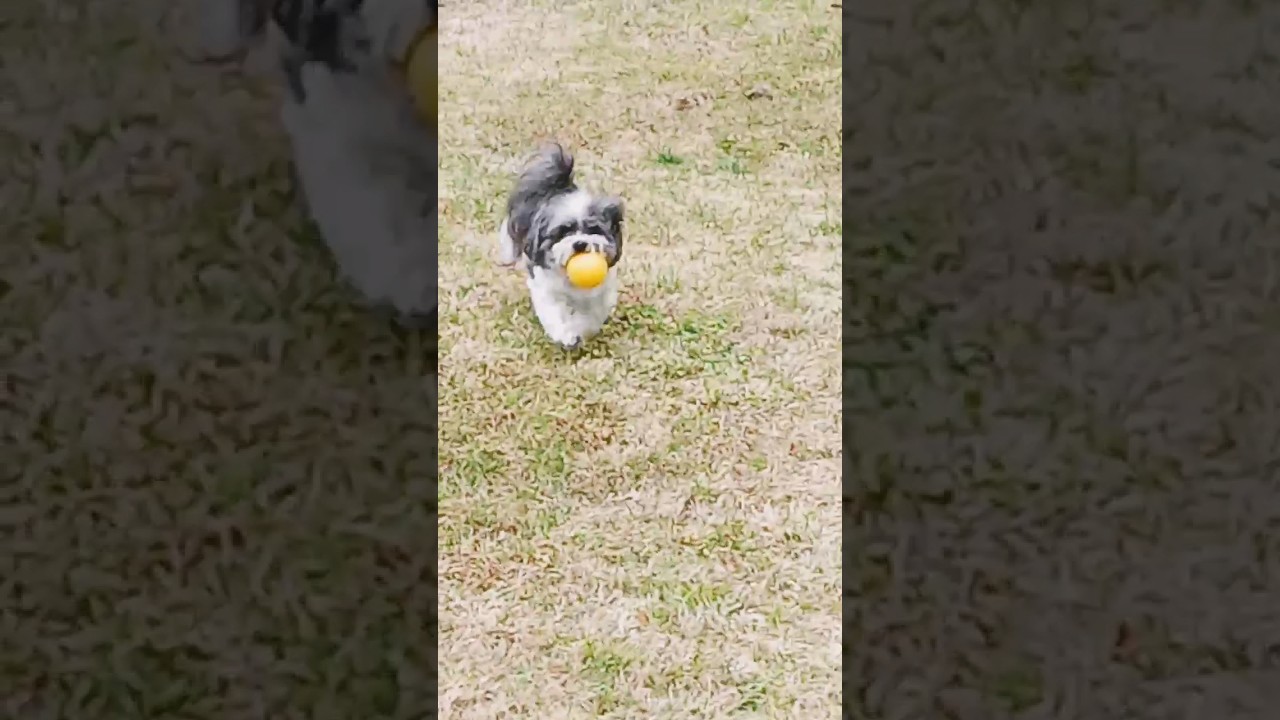 Cutest Dog Ever!!!!!! Bumblebee - Bambee - YouTube