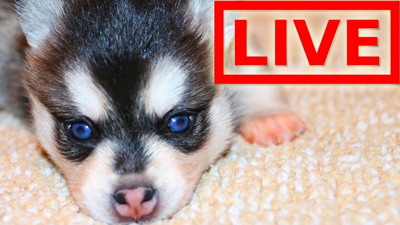 🐶 PUPPY Live Stream! Watch Puppies On The Live Cam NOW 🐶 - YouTube
