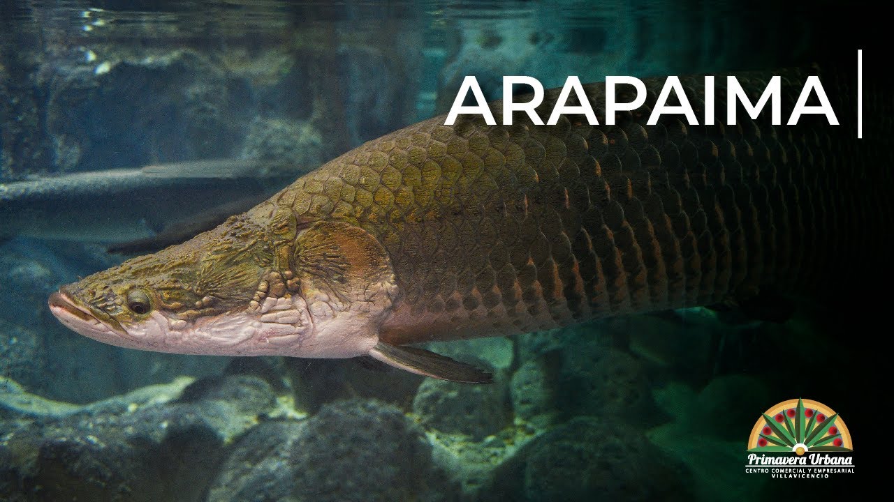 Primavera Urbana Presenta: Arapaima - YouTube