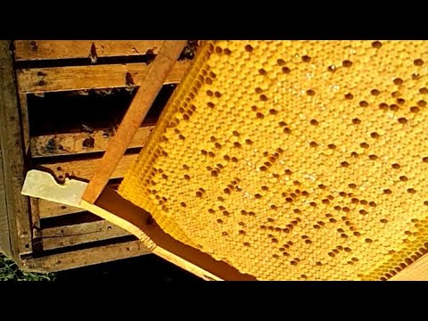 Zayıf arı kolonilerini güçlendirme işlemi nasıl yapılır.