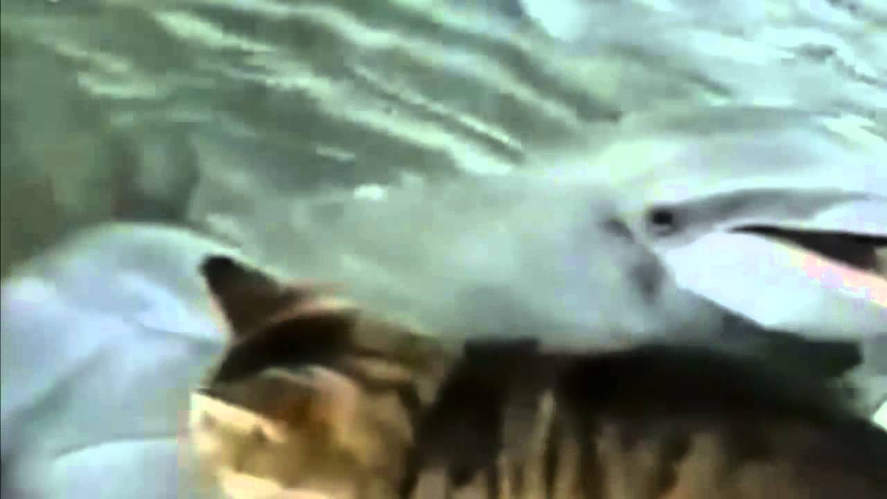 CAT AND DOLPHIN FRIENDS' LOVE [ FUNNY VIDEO ] - YouTube