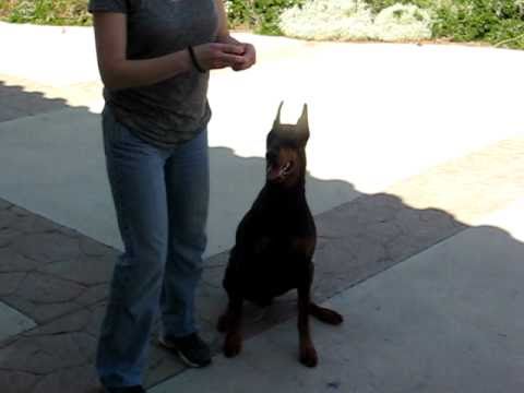 Doberman trick dog Plays Dead.AVI - YouTube