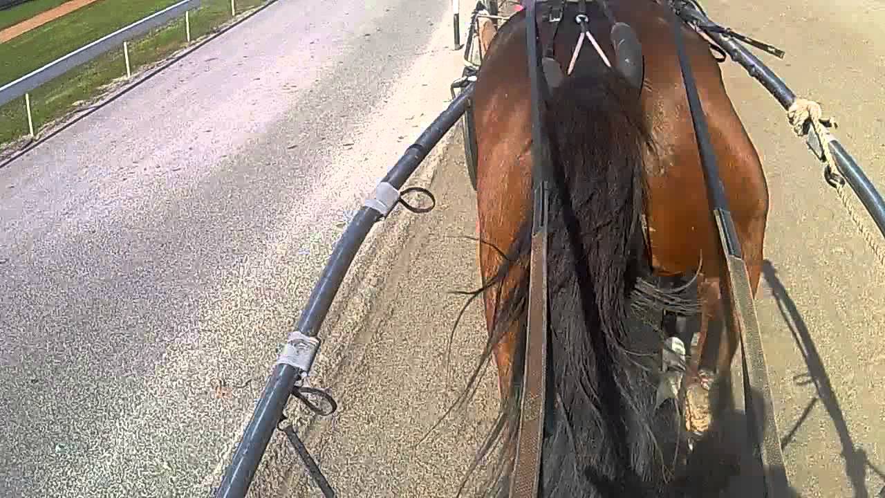 Driving a Standardbred trotter - YouTube
