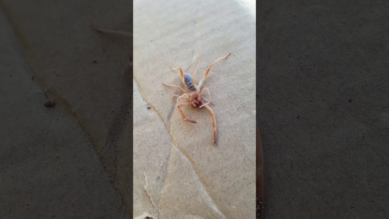 Alacran madre - YouTube