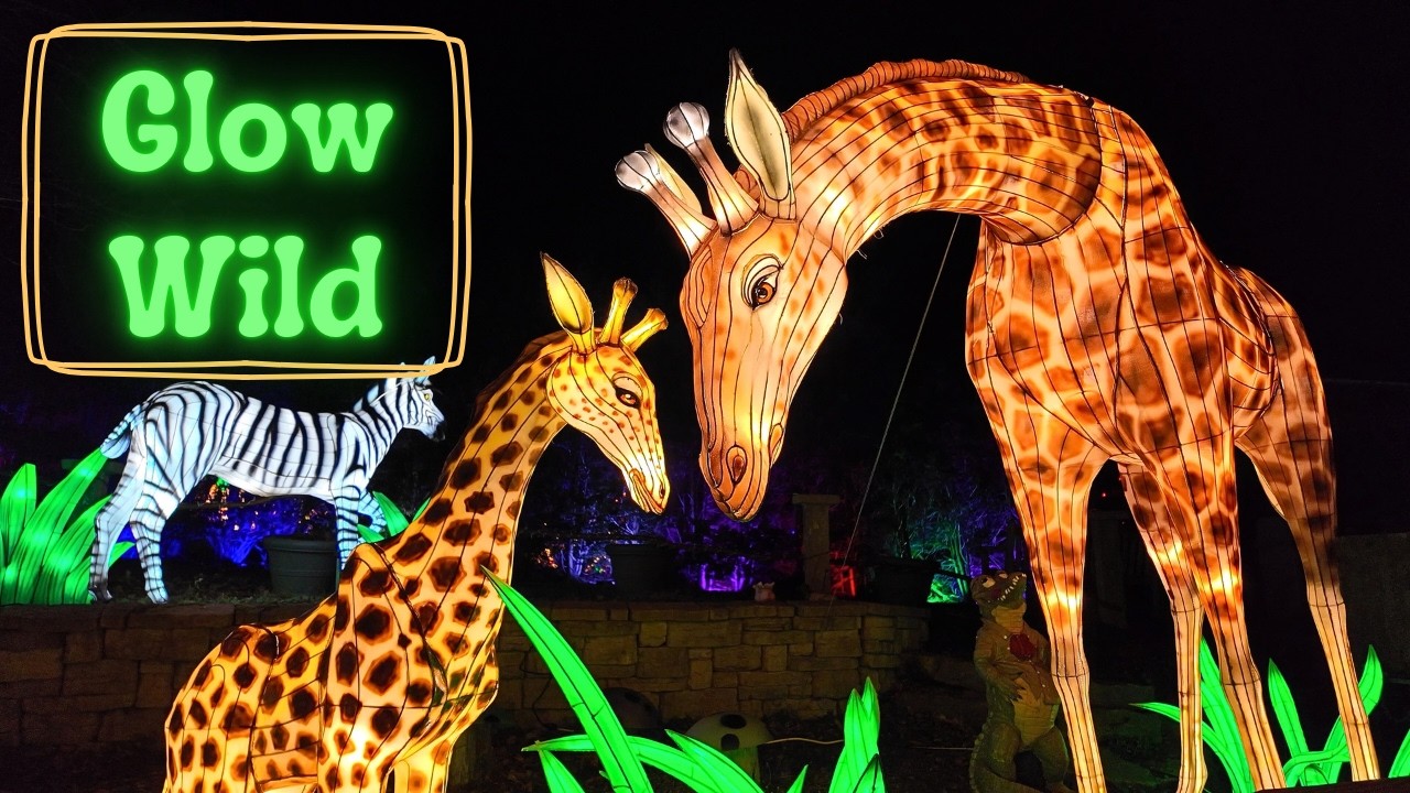 Erie Zoo Lights Up For Glow Wild! - YouTube