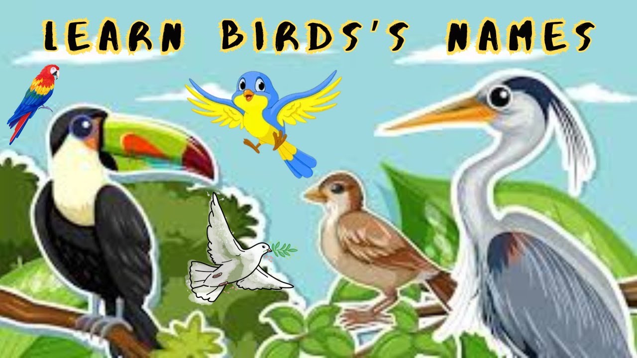 Learn Birds Names | Birds For Kids | Nursery Rhymes | Kids Songs | Educational Videos For Kids ...