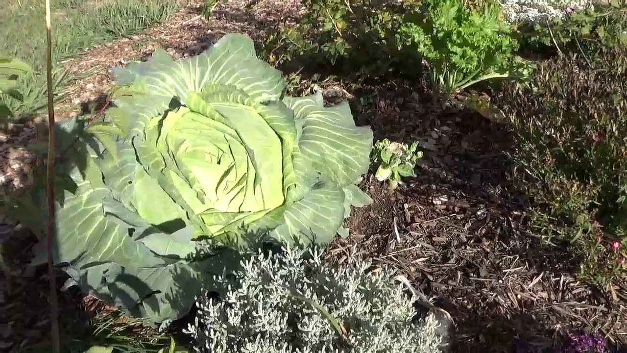 Permaculture Cabbage - Zone 5a - High Dessert Orchard Success - Alyssum ...