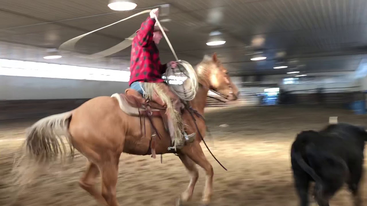 Cain Quam 2019 Agribition sale - YouTube