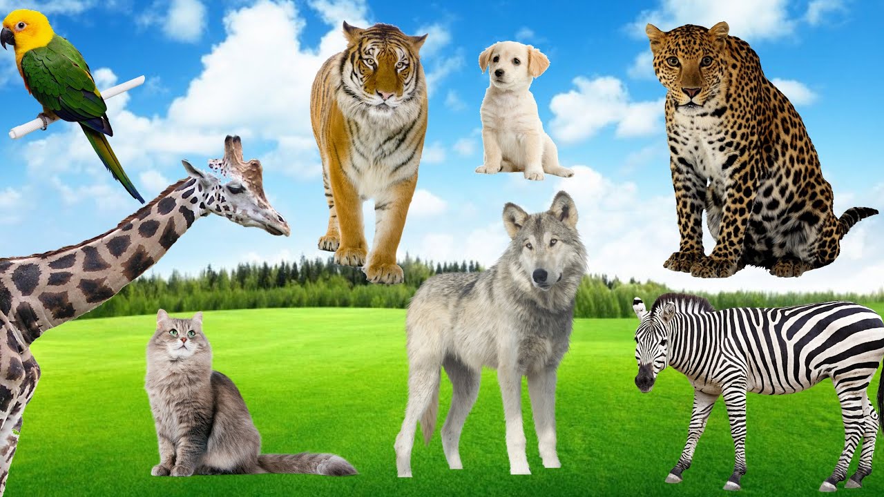 Pleasant Animals Sounds: giraffe, tiger, wolf, zebra, leopard, cat ...