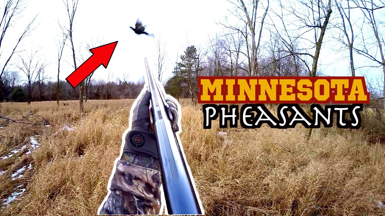 Minnesota Pheasant Huntning - YouTube