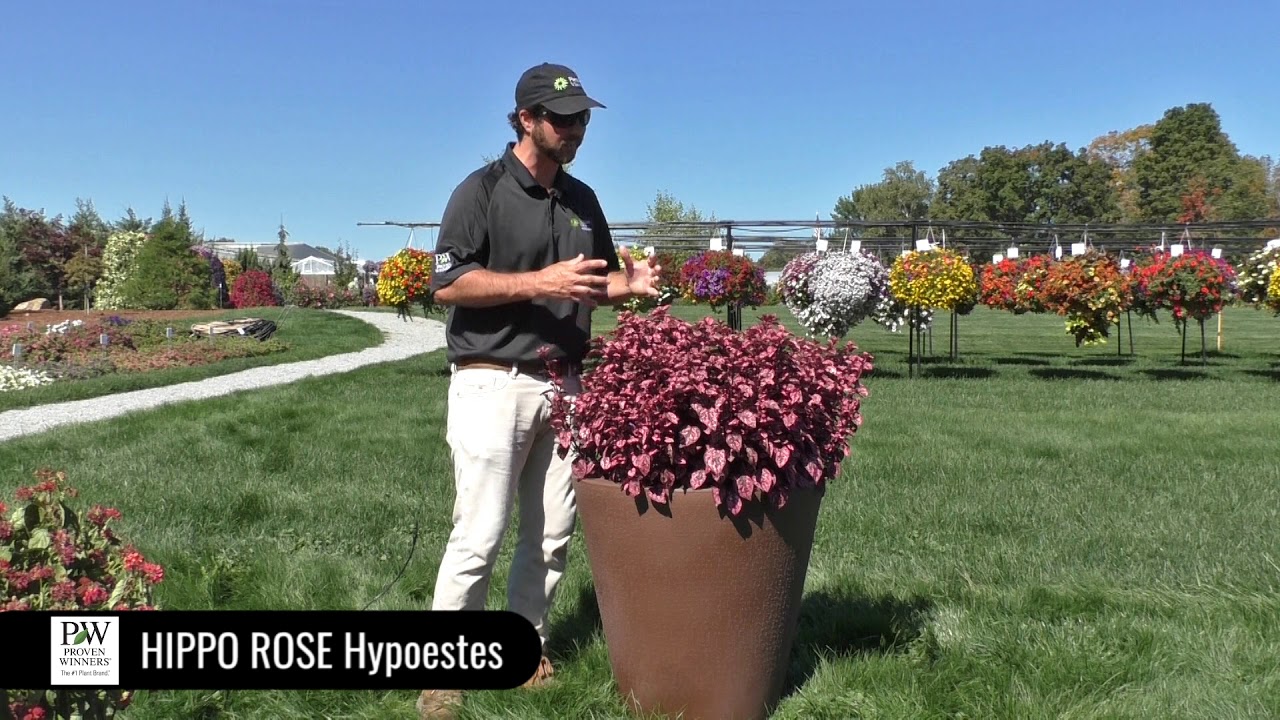Dig Deep: Hippo Rose Hypoestes - YouTube