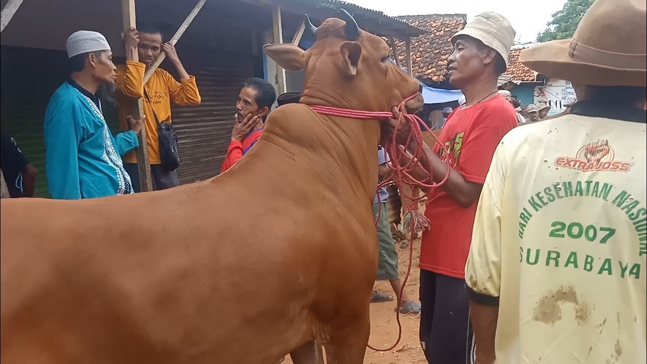 Review Sapi Super ( Sapi Sonok Madura ) ,Pasar Sapi Pahlawan Sumenep ...