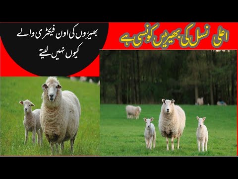 sheep!sheep animal!sheep sound!sheep farming!sheep!sheep cartoon!sheep ...