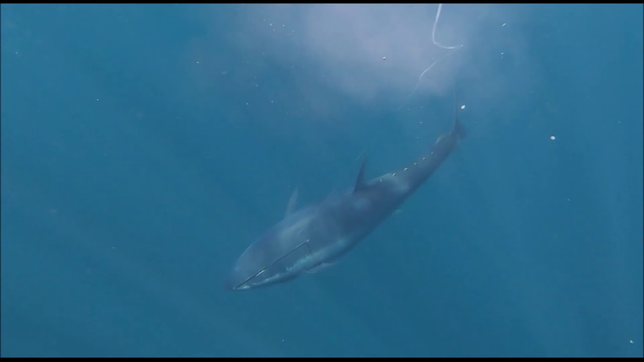 Review & How To Videos – B Daniel Roller Spearguns