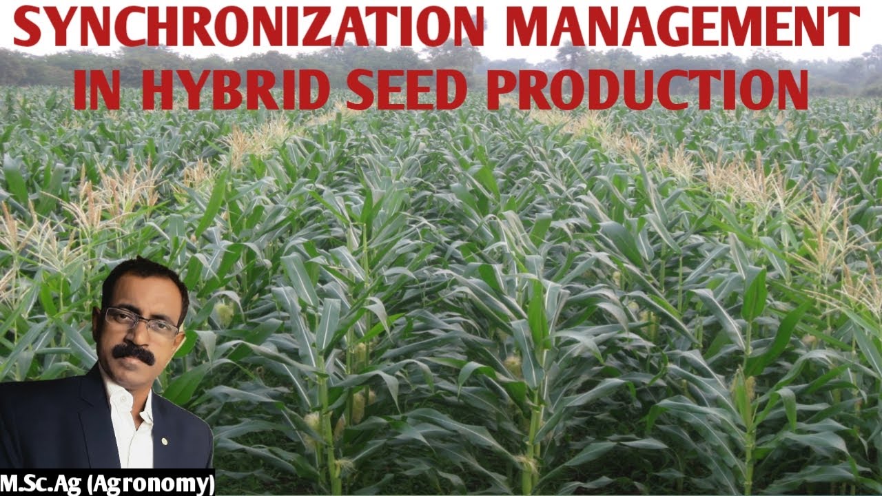 SYNCHRONIZATION MANAGEMENT IN HYBRID SEED PRODUCTION - YouTube