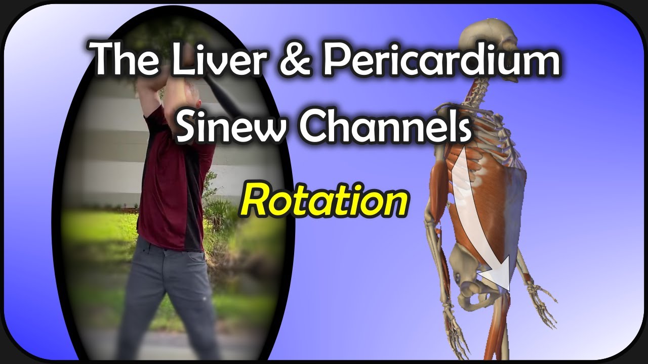 Rotation, Fascial Slings & the Pericardium and Liver Sinew Channels ...