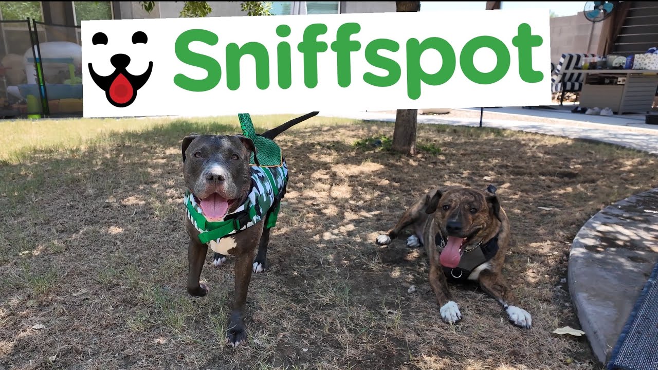 Hanging out with friends at a “Sniff Spot” - YouTube