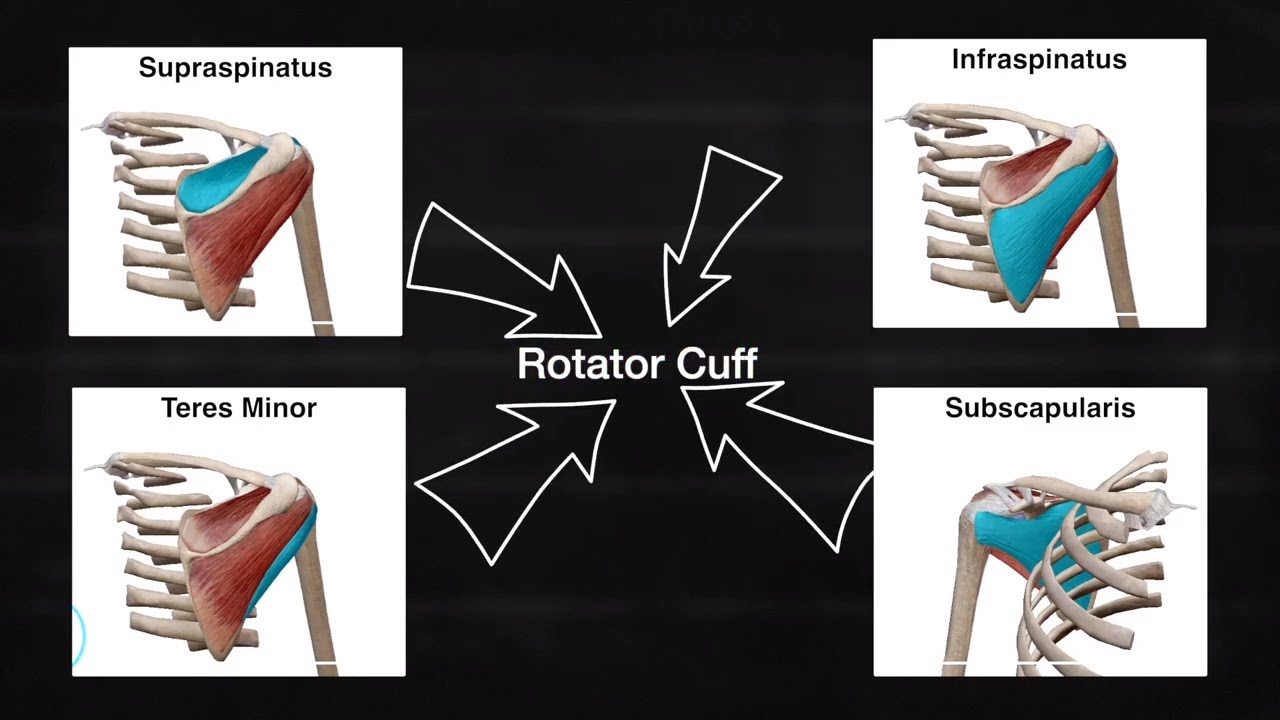 What Are The Rotator Cuff Muscles? | Basic Exercises To Strengthen and ...