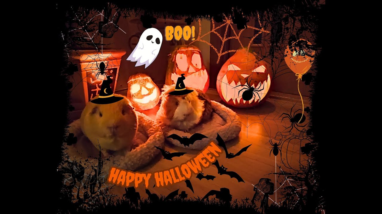 Guinea pigs scary halloween - YouTube