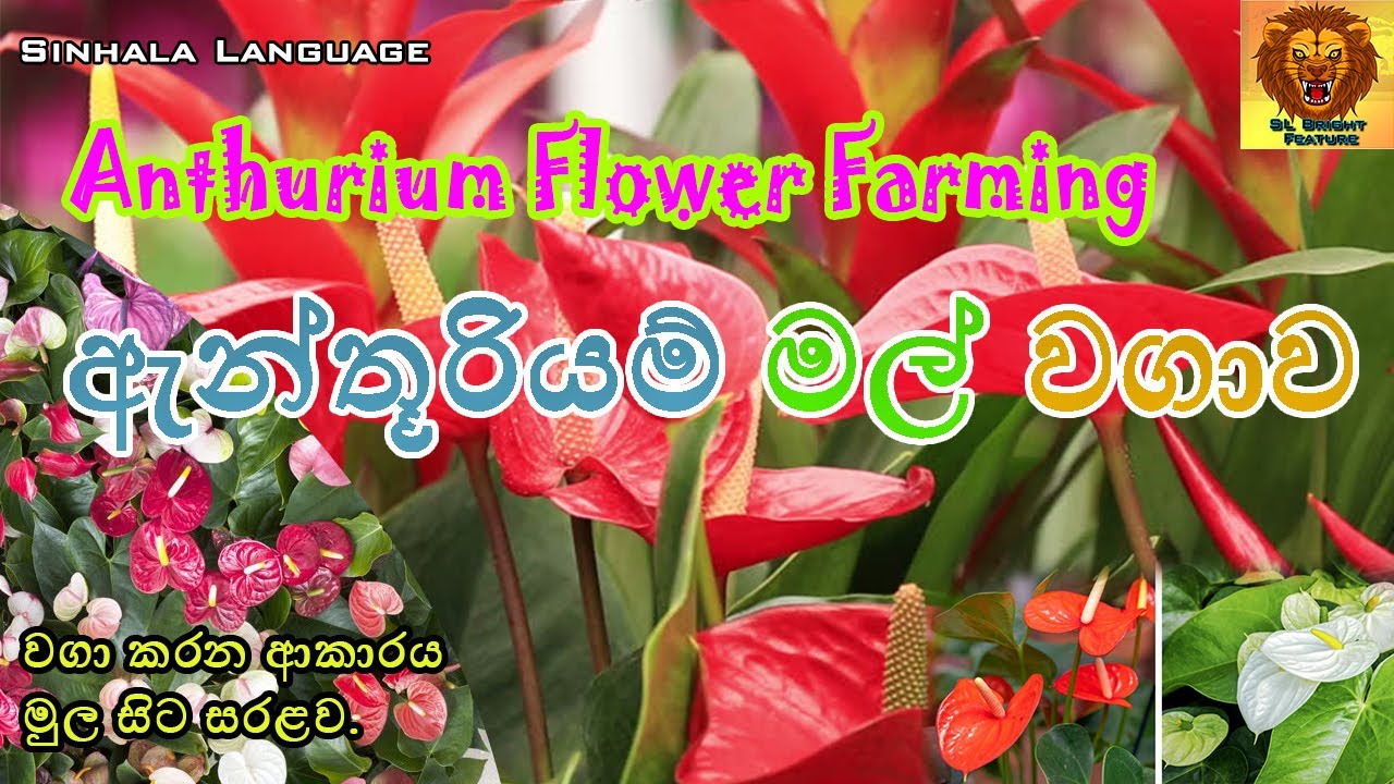 ඇන්තුරියම් මල් වගාව මුල සිට | How to grow Anthurium | Anthurium Mal ...
