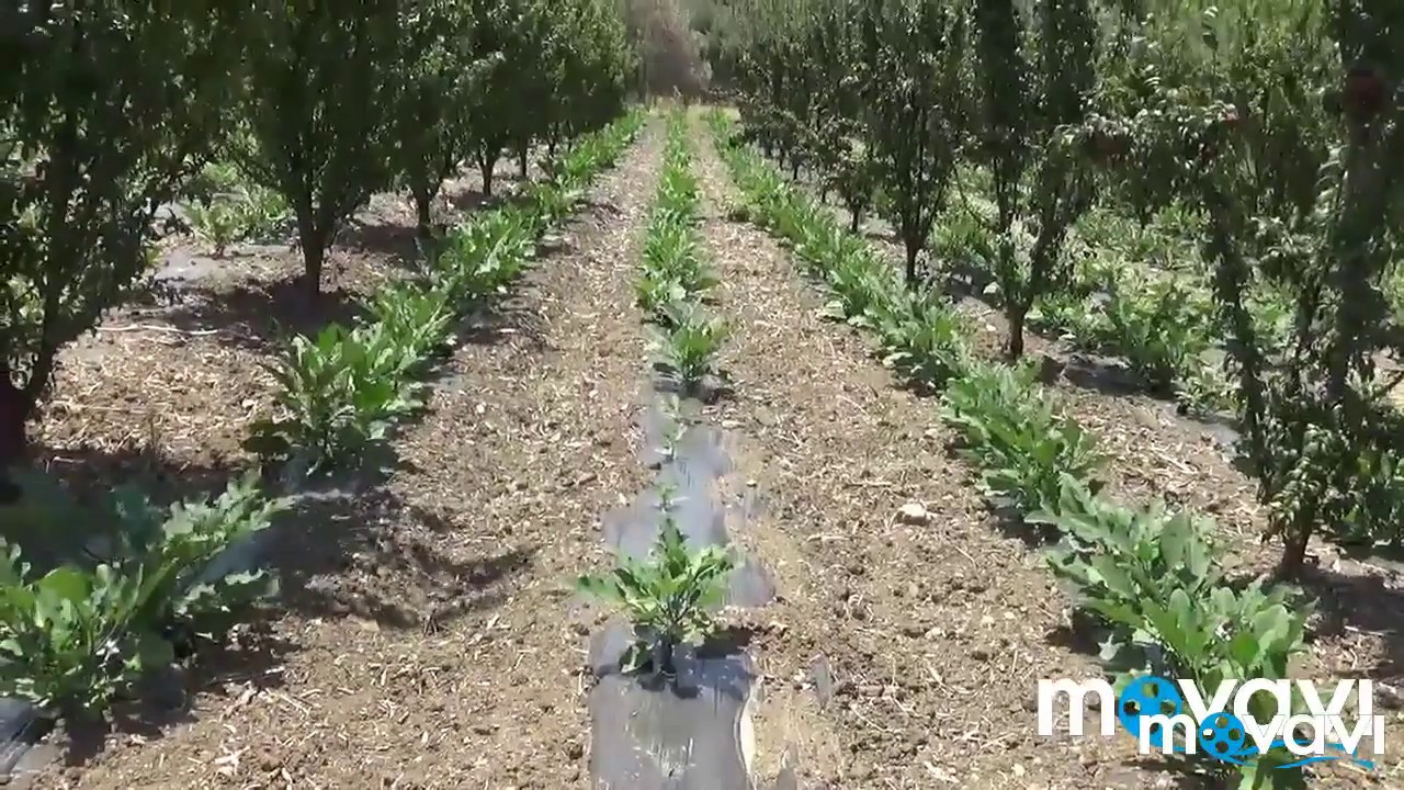 ΑΤΤΑΠΟΥΛΓΙΤΗΣ ΜΕ ΜΑΡΤΥΡΕΣ ΦΥΤΕΥΣΗΣ ΣΕ ΜΕΛΙΤΖΑΝΕΣ.ΠΟΛΥ ΜΕΓΑΛΗ ΔΙΑΦΟΡΑ ΜΕ ...