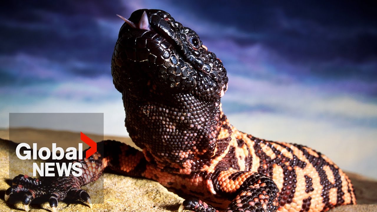 Ozempic: How a Canadian scientist and a venomous lizard paved way for ...