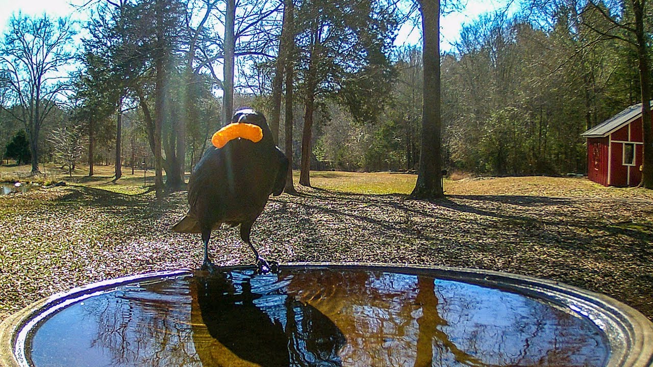 Crow Enjoys Cheeto - YouTube