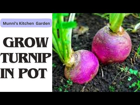 How To Grow Turnips / Shaljam From Seeds At Home || Gamlo Main Shaljam ...