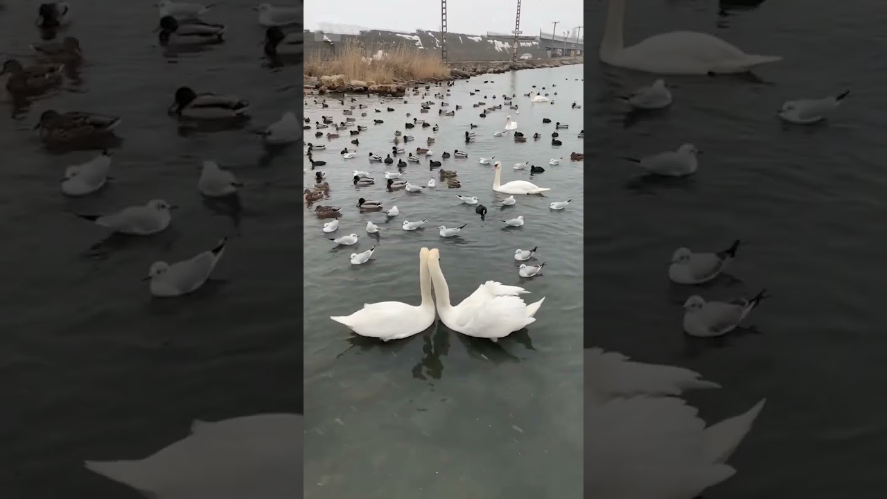 Pair of swans show off their unique mating ritual #swan #nature #shorts ...