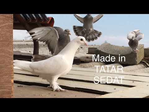 TAKLACI GÜVERCİN NEDEN VE NE ZAMAN TEK UÇURULUR???
