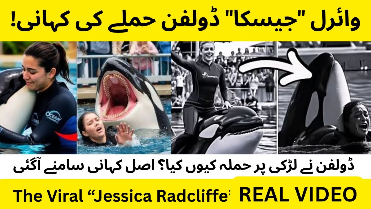 Dolphin Viral REAL VIDEO | The Viral “Jessica Radcliffe” Attack Story ...