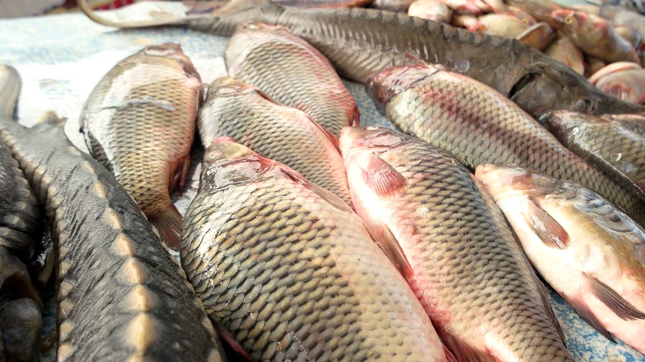 buyers choose fish many different fish in the market big fish - YouTube