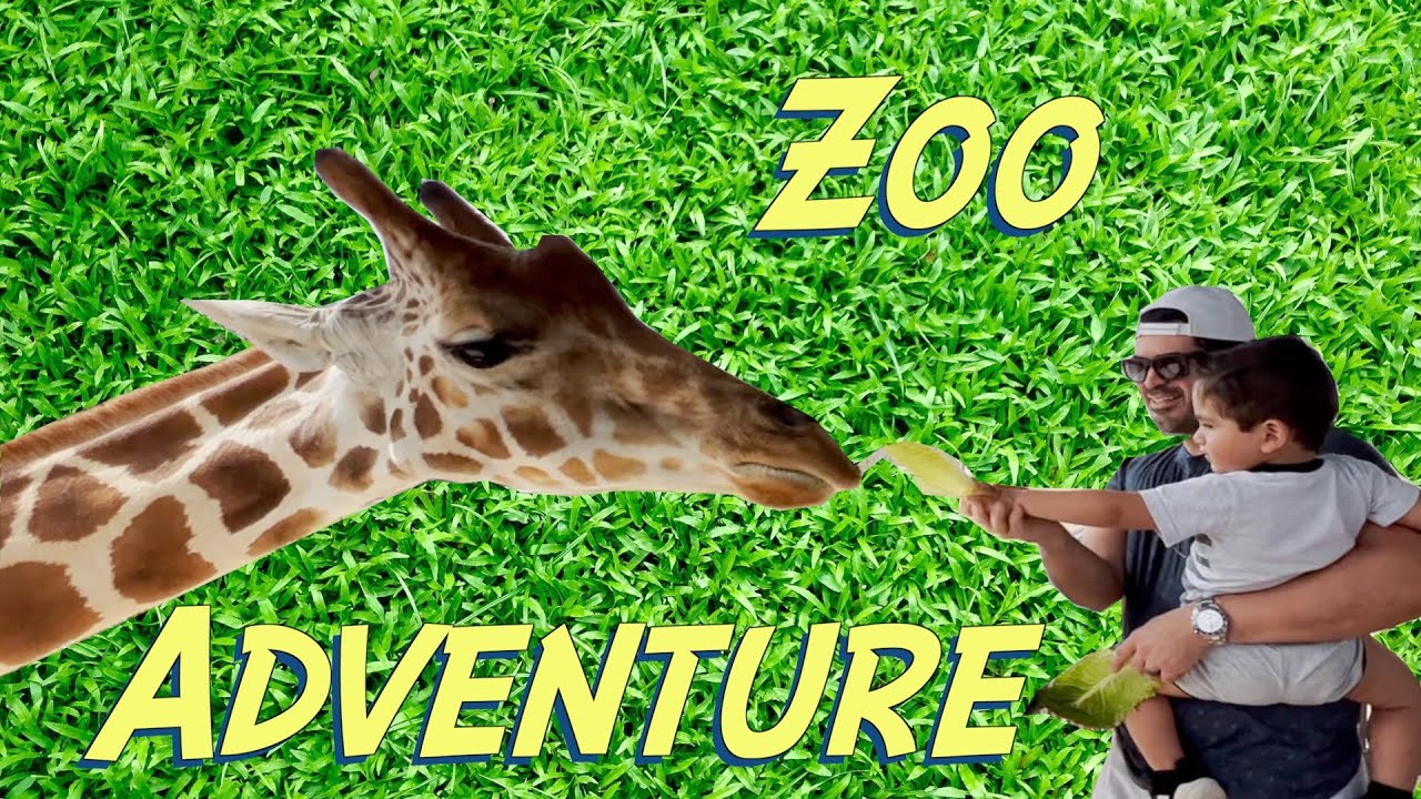 Drive through Zoo and Feeding the Animals!! - YouTube