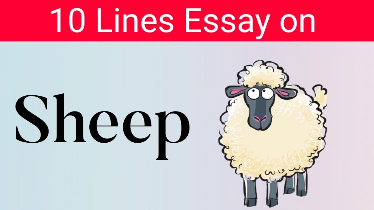 Write a Esaay on Sheep | 10 lines Essay | on sheep by Essay Home - YouTube