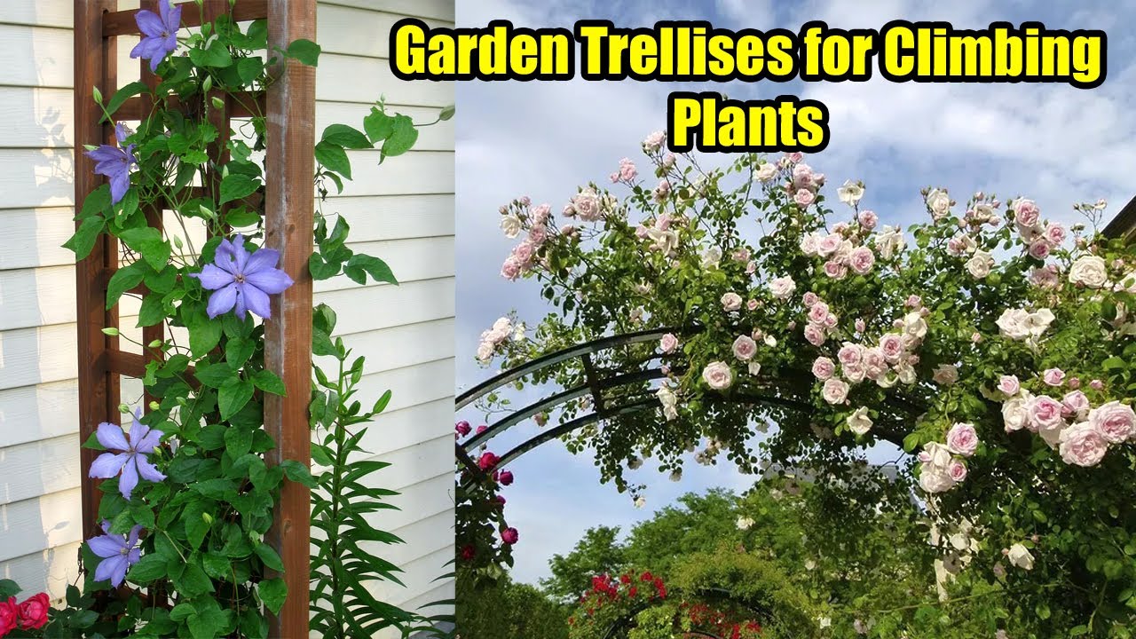 Garden Trellises for Climbing Plants: Enhancing Vertical Spaces and ...