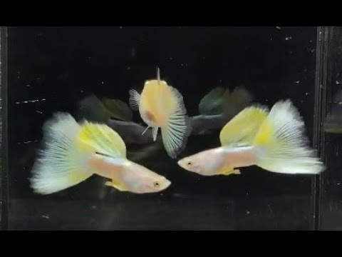 Pingu Yellow Delta tail guppy - YouTube