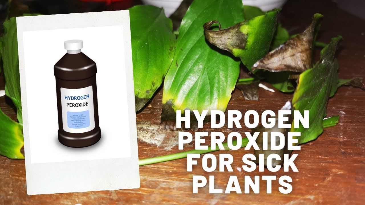 How to USE Hydrogen Peroxide or H2O2 for Plants or Sick Plants - YouTube
