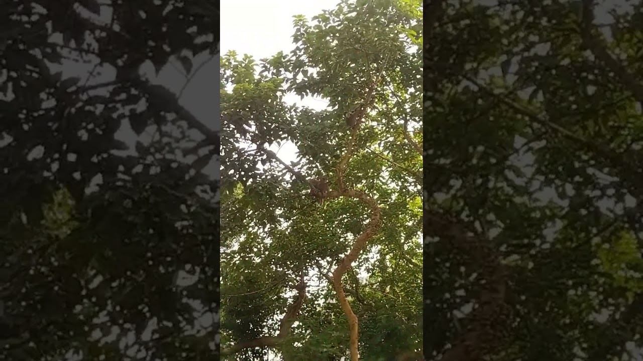 Hungry monkey eating wild figs fruits - YouTube