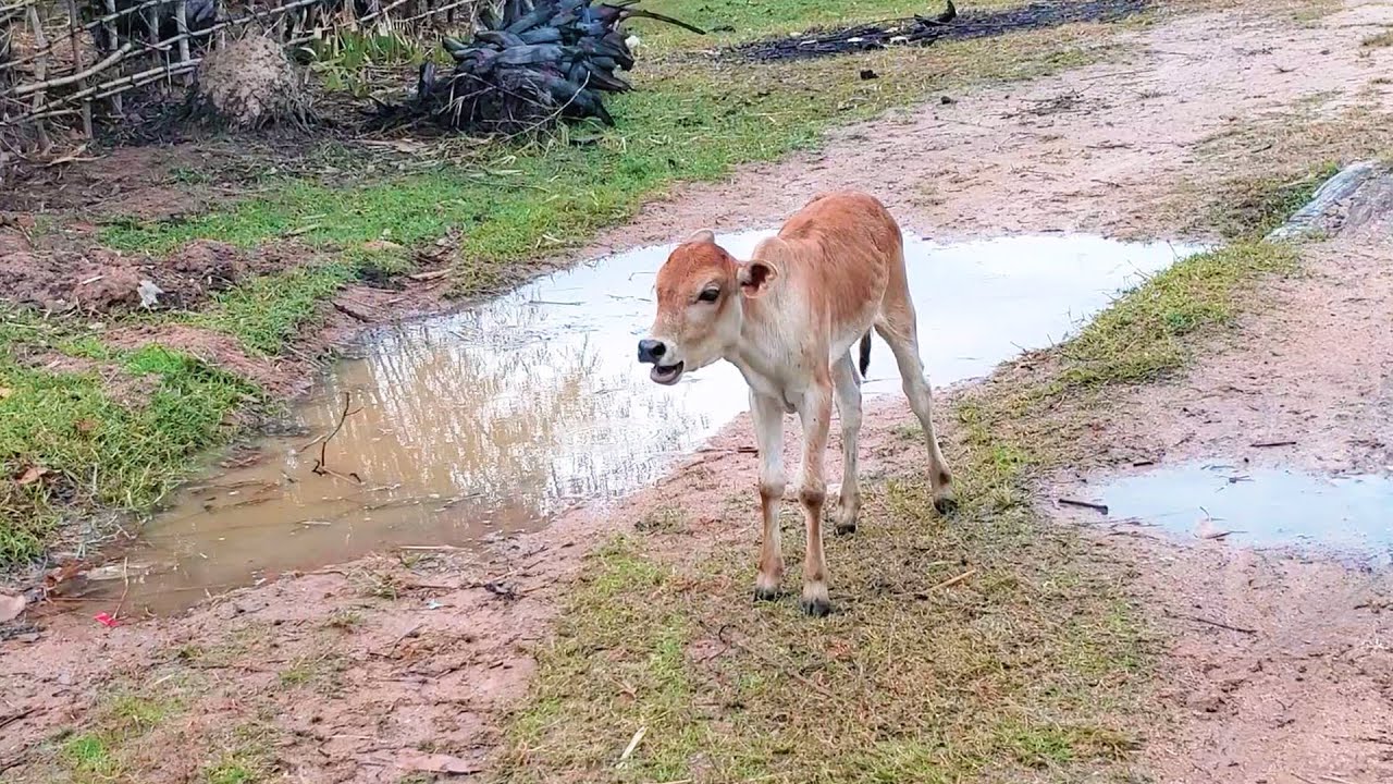 Baby cow mooing video - Baby cow go moo - YouTube