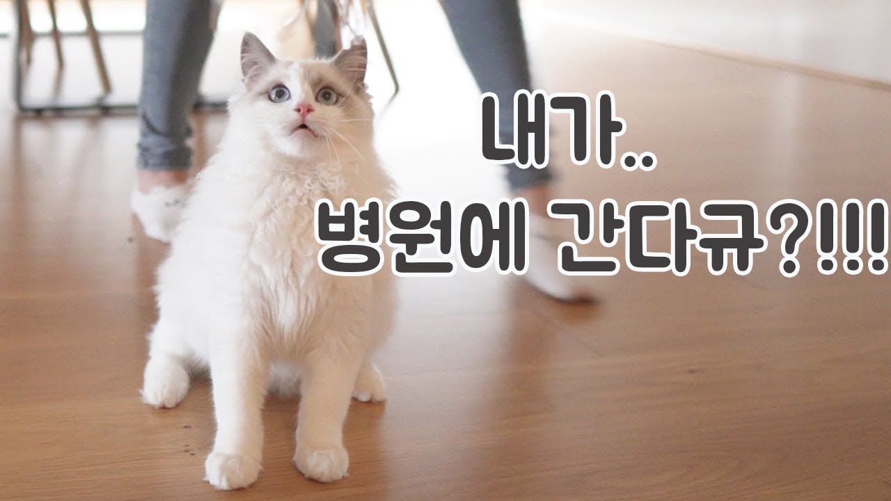 Funny Cat Injection Video. How To Let Cat Come Down? (ENG SUB) - YouTube