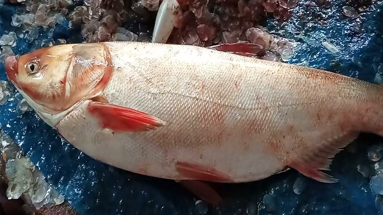 Big Silver Carp Fish Cutting Skills Live in Fish Market | Amazing Fish ...
