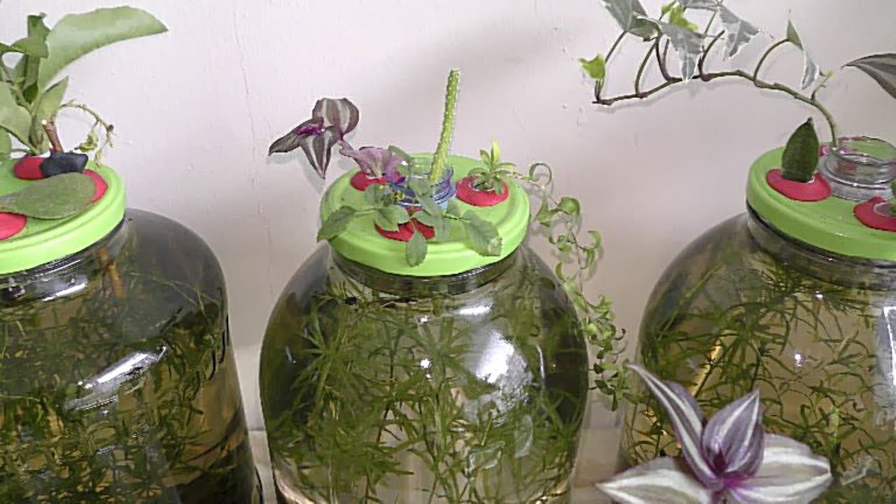 Growing Rose in Water - YouTube