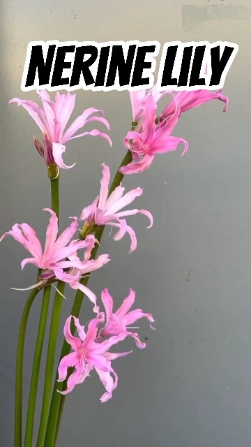 Nerine Lily: The story of a unique and beautiful flower | Gardening ...