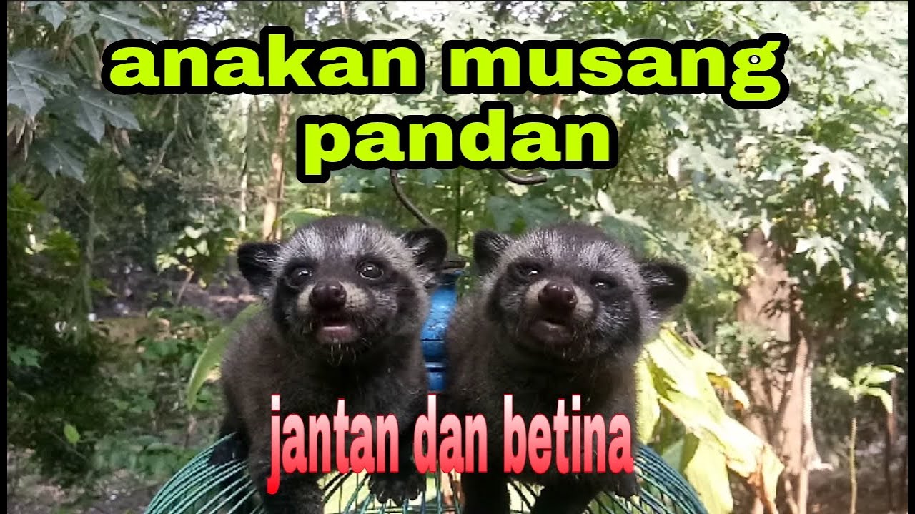 cara membedakan anakan musang pandan jantan dan betina - YouTube