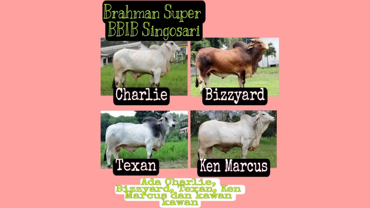 SAPI BRAHMAN SUPER || MILIK BBIB SINGOSARI - YouTube