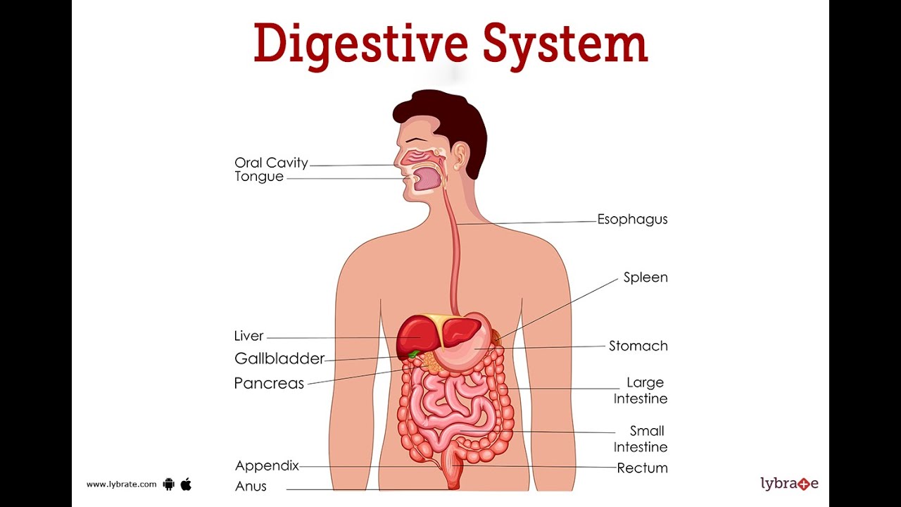 Overview of the gastrointestinal tract; Functions of Digestion and ...