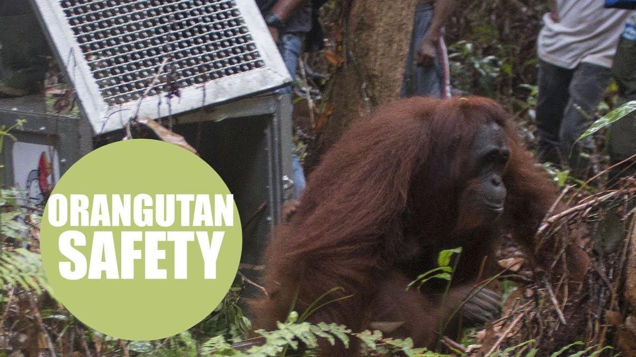 Pictures show baby orangutan saved from danger - YouTube