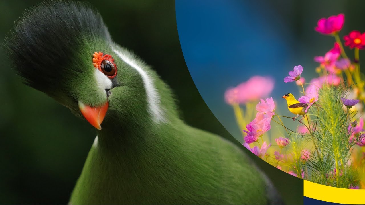 "Harmony of Nature: Relaxing with Pianos, Calm Birds, and Forest Sounds ...