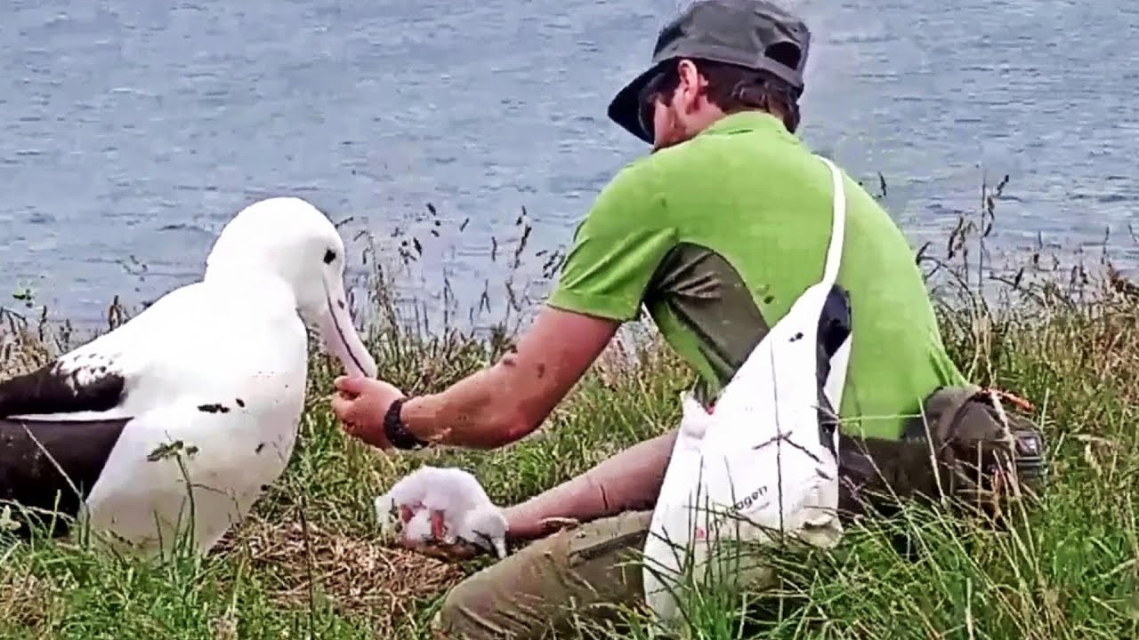 Royal Albatross~John is weighing and checking the little one~9:57 am ...