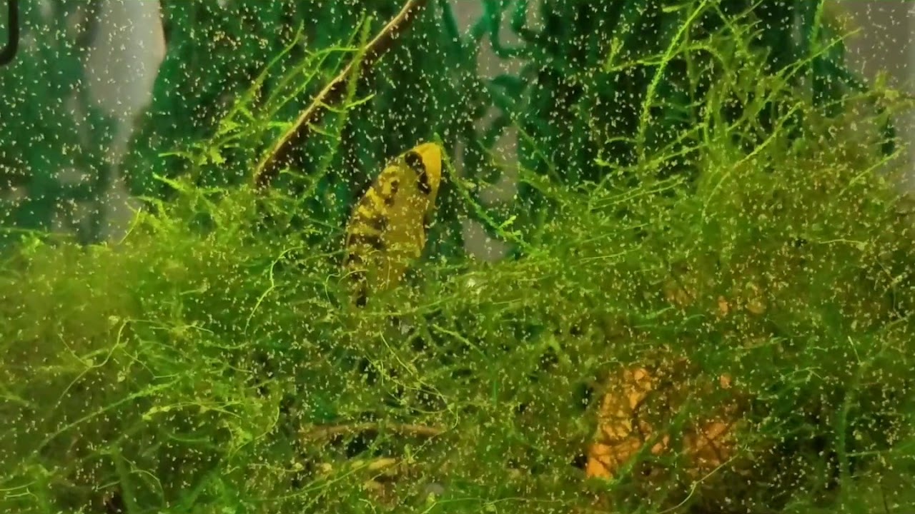 Apistogramma D37 Spawn - YouTube